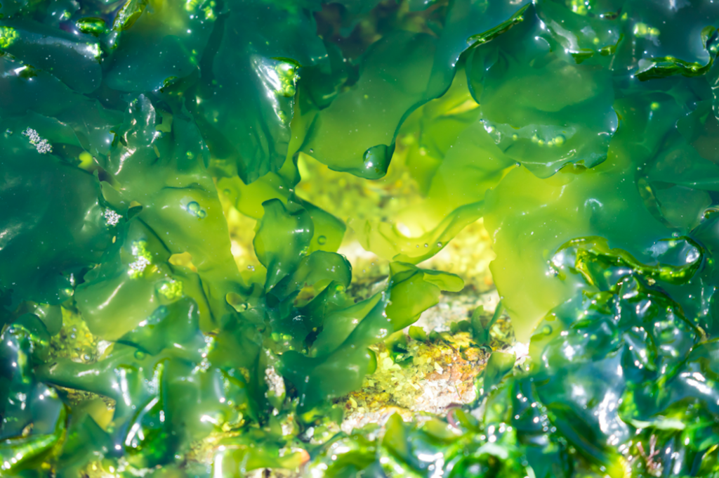 What is Algae - Dave Asprey Box