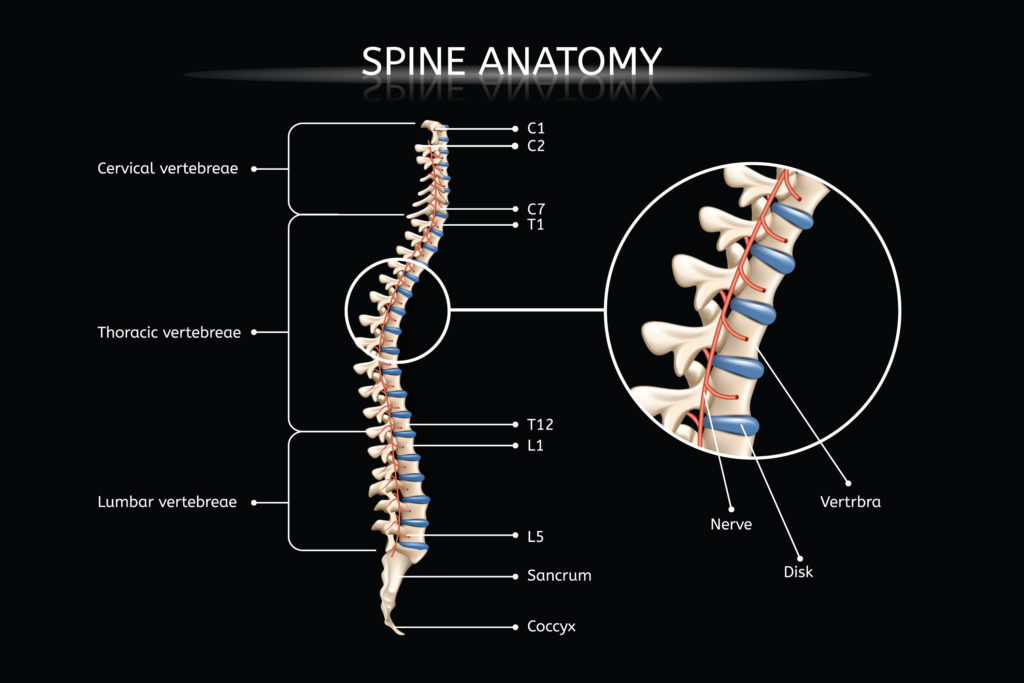 Spine Anatomy - Dave Asprey Box